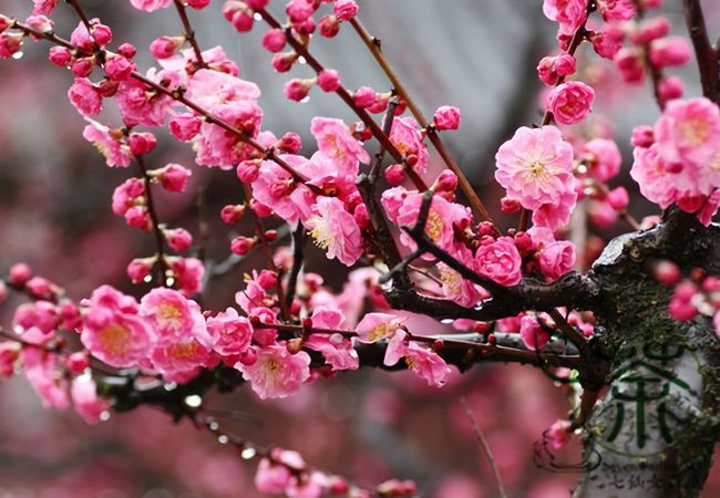 Nggak Hanya Cantik, 5 Tanaman Khas Imlek Ini Punya Makna Tersendiri ...