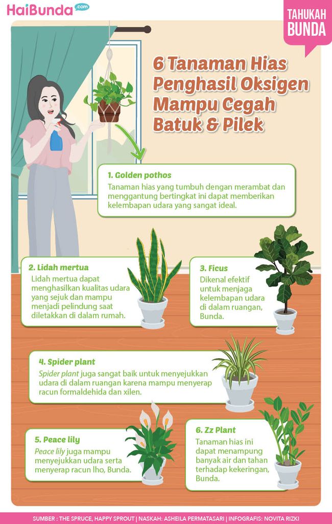 Tanaman Hias Penghasil Oksigen, Mampu Cegah Batuk & Pilek