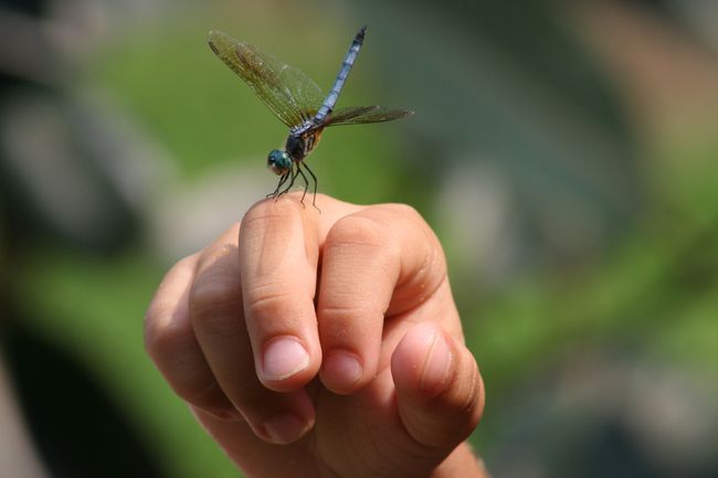 3 Tahap Daur Hidup Capung yang Bisa Diperkenalkan ke Si Kecil