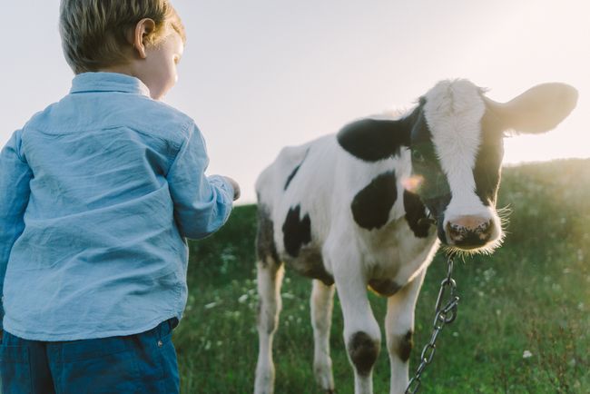 7 Contoh Hewan Ruminansia, Ajak Si Kecil Mempelajarinya