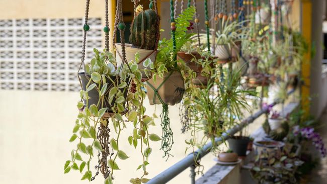 5 Tips Merawat Tanaman Hias Gantung Biar Tetap Subur Selama Ditinggal Mudik