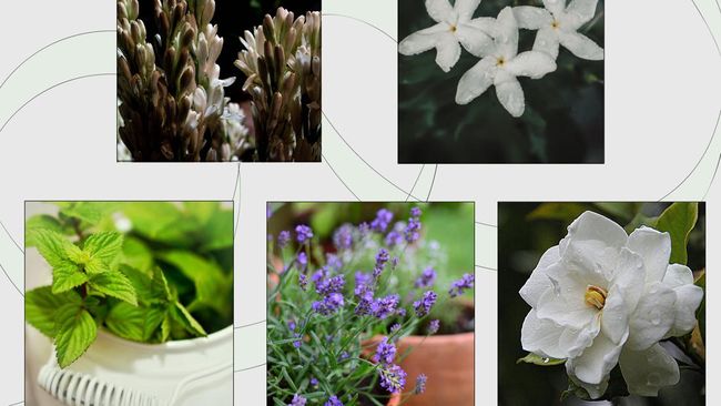 5 Tanaman dengan Wangi Alami yang Pas untuk Segarkan Rumahmu