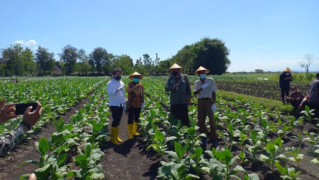 Emiten Rokok HM Sampoerna (HMSP) Kantongi Laba Rp 8 T, Naik 28% Emiten Rokok HM Sampoerna (HMSP) Kantongi Laba Rp 8 T, Naik 28%
