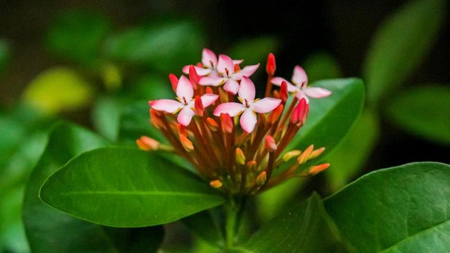 Cara Menanam Bunga Asoka dari Pembibitan Sampai Masa Berbunga