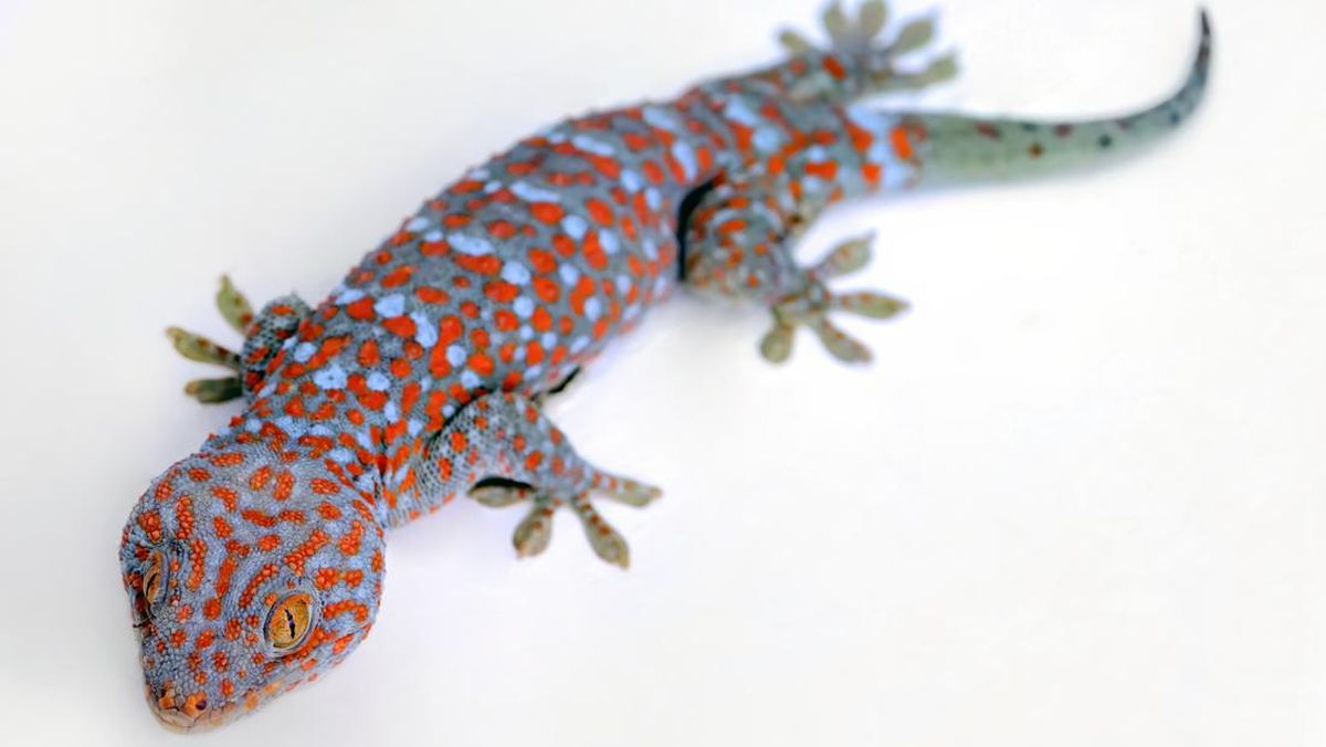 Viral Tokek Panjang 1 Meter Harga Rp1,3 T, Ahli LIPI Buka Suara