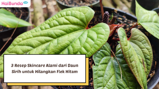 3 Resep Skincare Alami Dari Daun Sirih Untuk Hilangkan Flek Hitam