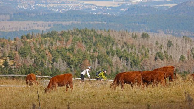Muncul 5 Sapi Merah Perawan Sempurna di Israel, Ada Apa?