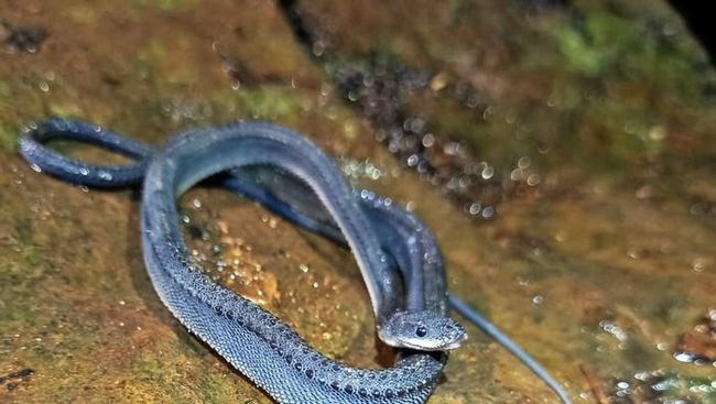 Deretan Fakta Penemuan Ular Naga di Gunung Sanggabuana Usai Pencarian ...