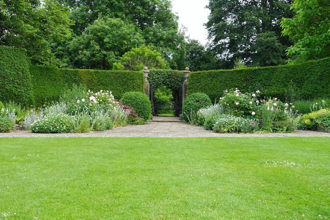 Jenis Tanaman Pagar Berbunga untuk Rumah Asri