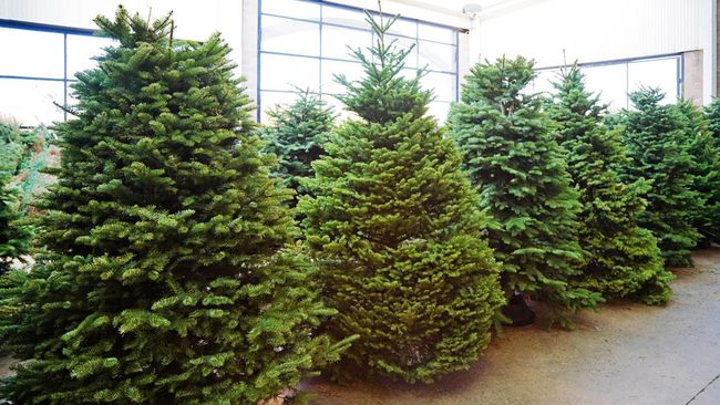 Pohon Cemara: Manfaat, Cara Menanam dan Merawatnya