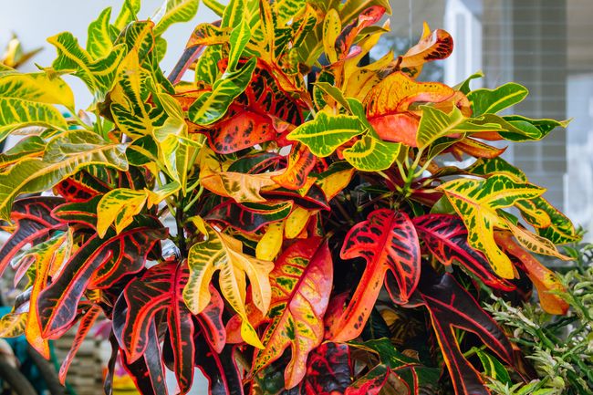 Manfaat Meletakkan Tanaman Puring di Rumah, Bawa Energi Positif hingga ...