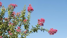 Tanaman Bungur: Manfaat, Cara Menanam dan Merawatnya