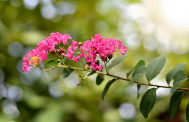 Tanaman Bungur: Manfaat, Cara Menanam dan Merawatnya