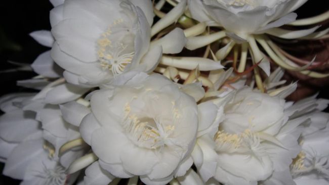 7 Bunga Paling Mahal di Dunia, Ada yang Harganya Tak Terhitung Bun