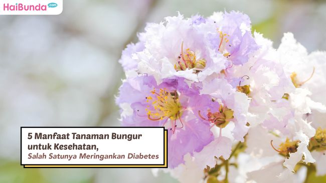 5 Manfaat Tanaman Bungur untuk Kesehatan, Salah Satunya Meringankan ...