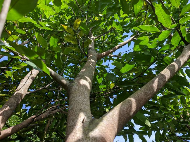 8 Manfaat Pohon Gaharu, Pohon Termahal di Dunia