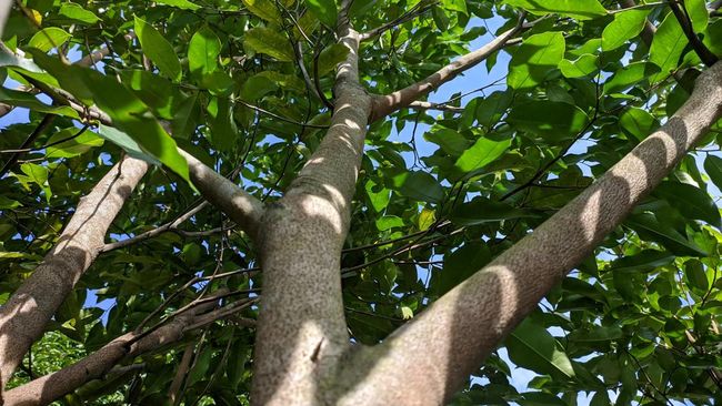 8 Manfaat Pohon Gaharu, Pohon Termahal di Dunia