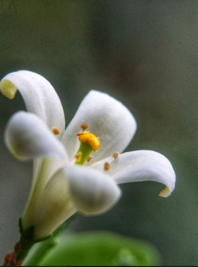 Cara Menanam dan Merawat Bunga Kemuning, Si Tanaman Mistis