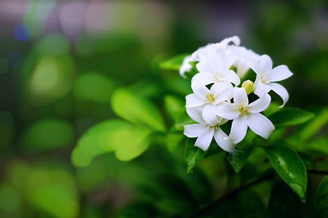 Mengenal 3 Bunga Nasional Indonesia yang Cantik dan Penuh Makna