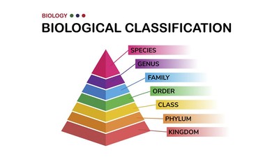 Urutan Tingkatan Takson Dalam Klasfikasi Makhluk Hidup