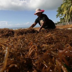 Luhut Yakin Hilirisasi Rumput Laut Susul Nikel, Bidik Ekspor Rp304 T