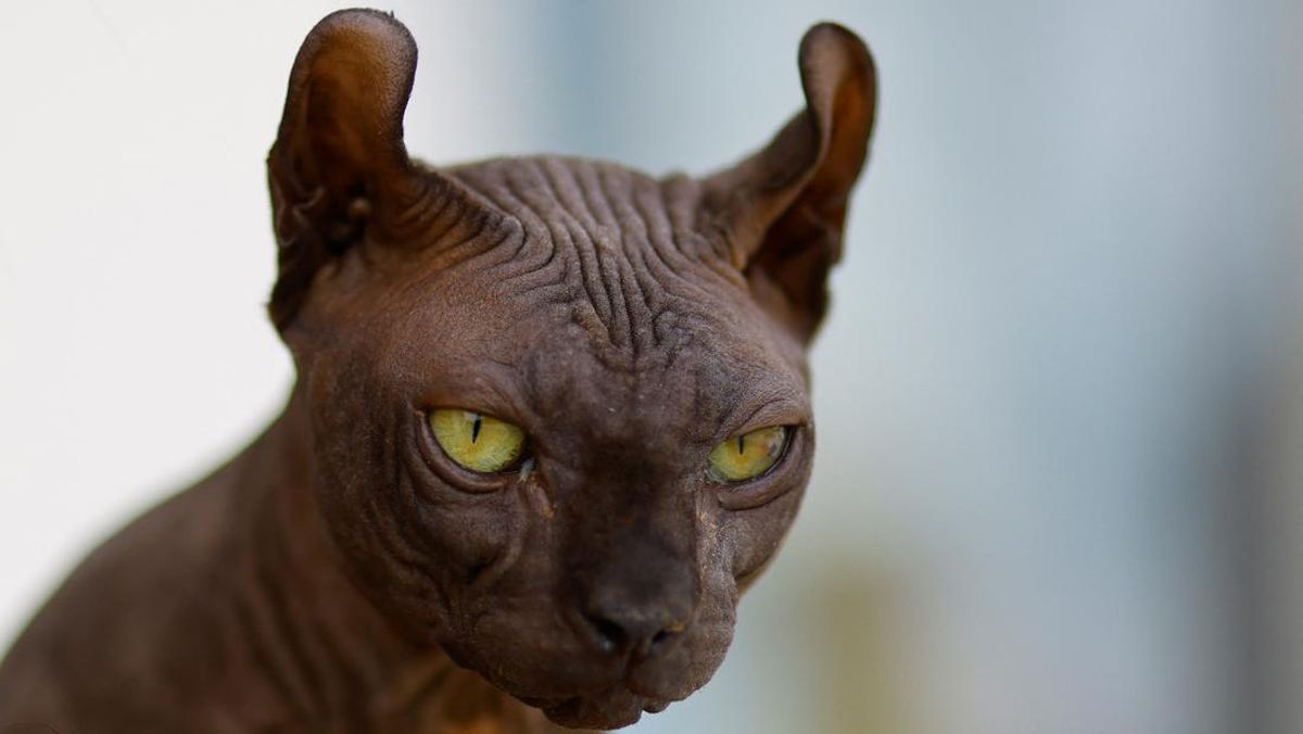 Studi Ungkap Ras Kucing yang Paling Panjang Umur
