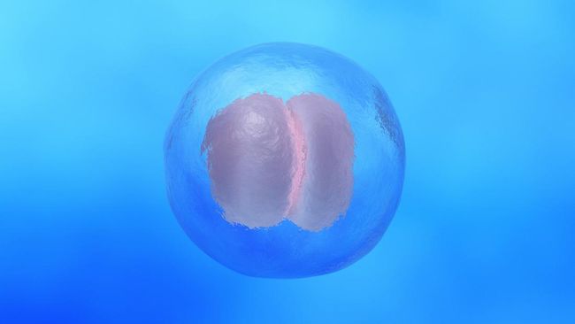 Apa Itu Zigot? Tahapan & Cara Menghindari Keguguran pada Awal Kehamilan