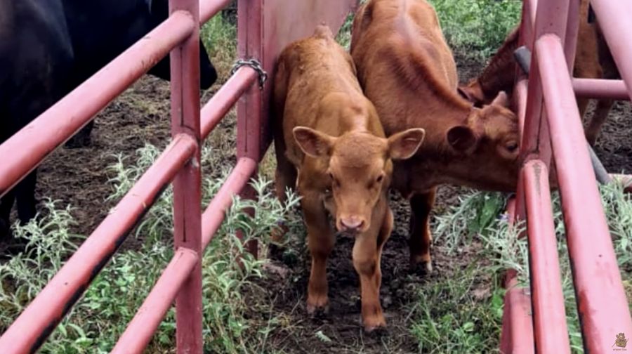 Bikin Geger! Ini Potret Sapi Merah Tanda Kiamat Versi Yahudi - Foto 2
