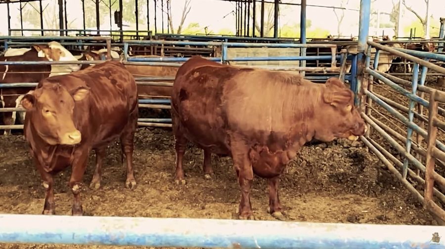 Bikin Geger! Ini Potret Sapi Merah Tanda Kiamat Versi Yahudi