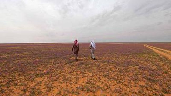 Fenomena Langka, Ini Potret Keindahan Arab Saudi yang Semula Gurun ...