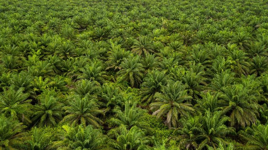 Mau Bagi Dividen Jumbo, Saham Sampoerna Agro (SGRO) Ngacir