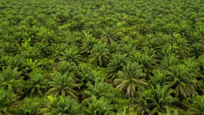 Harta Karun Ini Banyak Ditemukan di Kebun Sawit, Bisa Bikin Kaya Raya