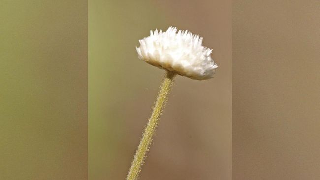 Benarkah Bunga yang Dilindas Motor Trail di Ranca Upas Edelweis Rawa?