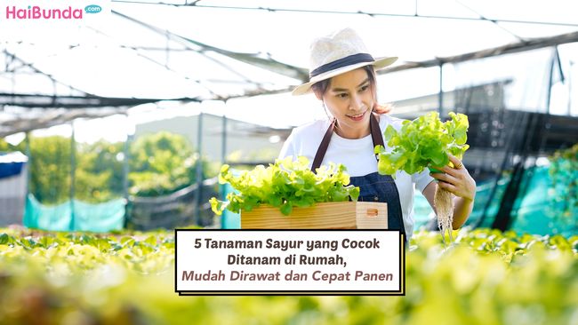 5 Tanaman Sayur yang Cocok Ditanam di Rumah, Mudah Dirawat dan Cepat Panen 5 Tanaman Sayur yang Cocok Ditanam di Rumah, Mudah Dirawat dan Cepat Panen