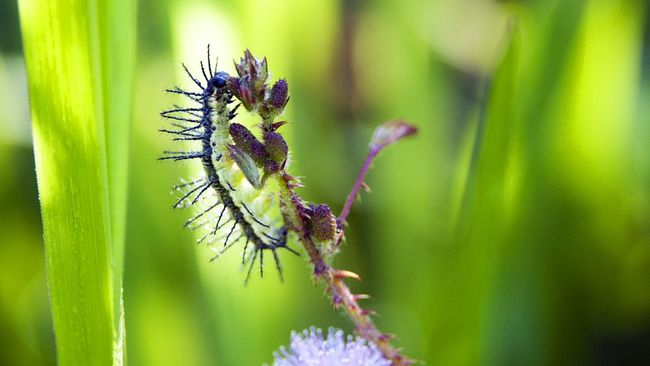 Setelah Tikus dan Kutu Busuk, Kini Terbaru Kota Paris Diserbu Wabah ...