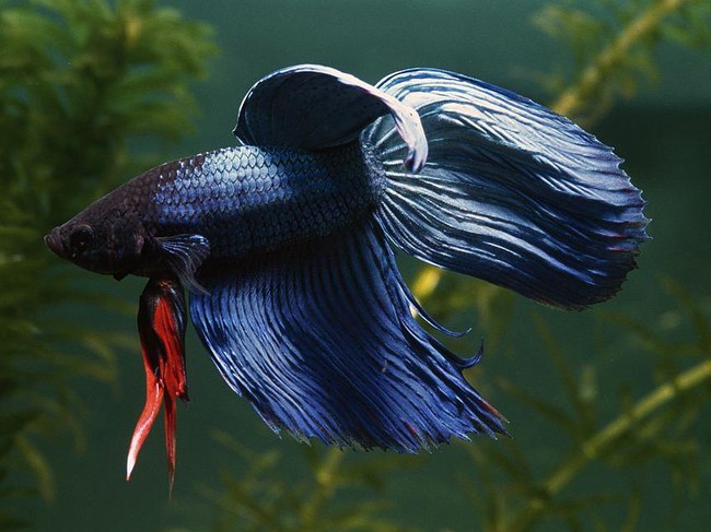 Ikan Hias Air Tawar Mahal