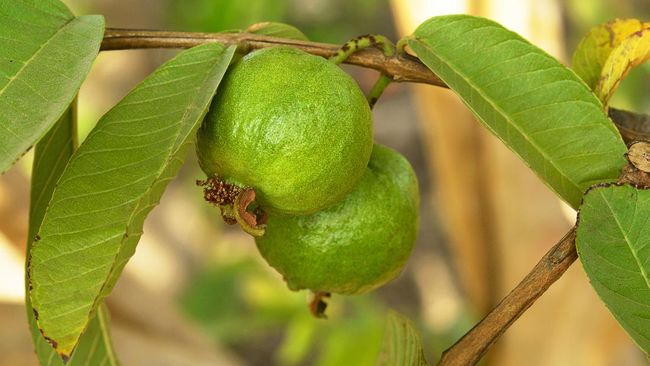 Pohon Jambu Biji