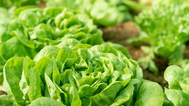 9 Tanaman Sayur yang Tumbuh Subur di Tempat Teduh, Tanam di Rumah Bun!