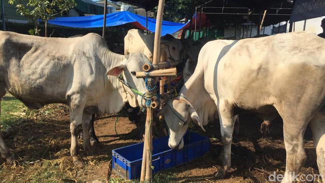 Ini Bacaan Niat Qurban Idul Adha yang Lengkap dalam Islam