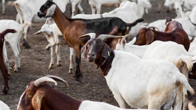 Secara Nutrisi dan Tingkat Kolesterol, Antara Daging Sapi vs Kambing ...