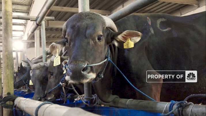 5 Teknik Mengolah Daging Kurban agar Tidak Amis, Jarang Dipraktekan!