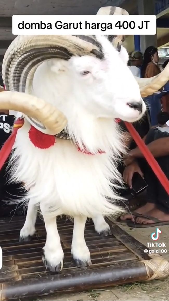 Hewan Sultan Dibanderol Rp 400 Juta, Begini Wujud Domba Garut yang Viral!