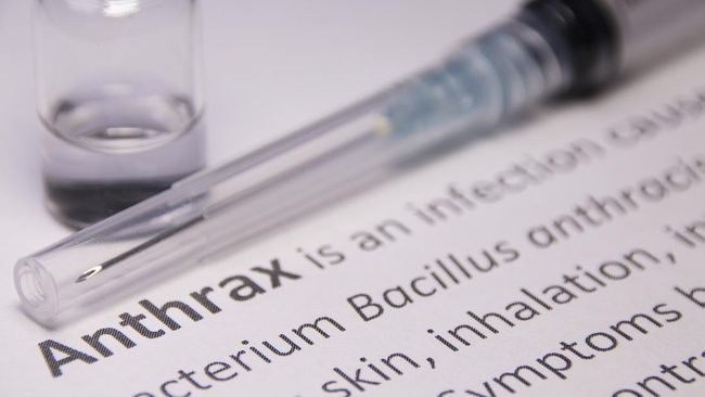 Bisa Memakan Korban Jiwa, Ini 5 Fakta Soal Antraks dan Bahayanya yang ...