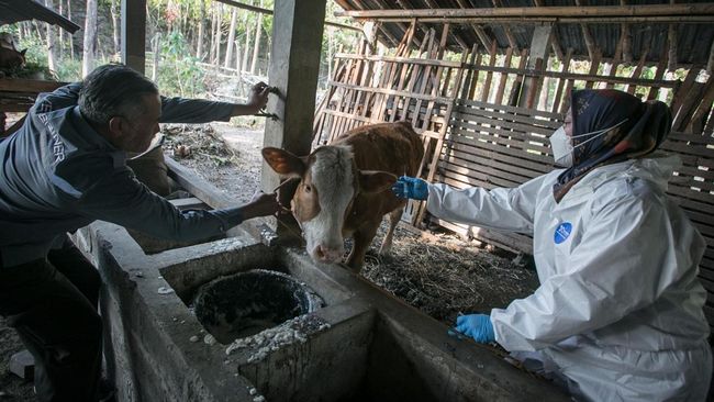Satu Hewan Ternak Milik Warga Gunungkidul Dipastikan Positif Antraks