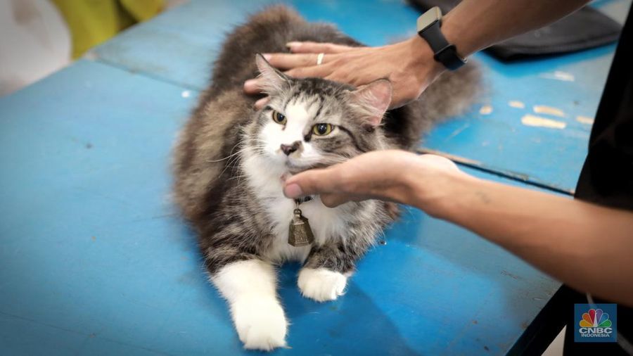 Kucing Peliharaan Sering Berpura-pura Tidur, Ini Alasannya
