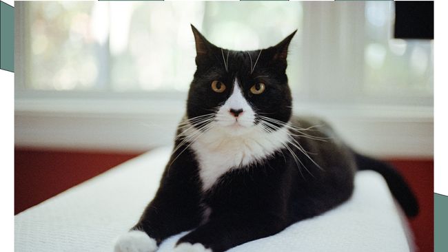 Tuxedo cat, kucing, fakta kucing