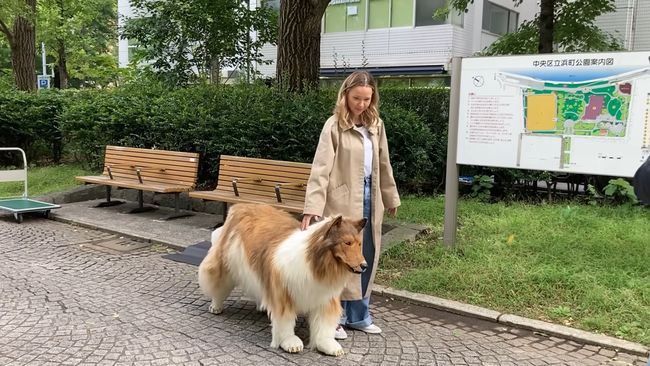 Viral Pria Jepang Rela Habiskan Rp240 Juta untuk 'Berubah' Jadi Anjing ... Viral Pria Jepang Rela Habiskan Rp240 Juta untuk 'Berubah' Jadi Anjing ...
