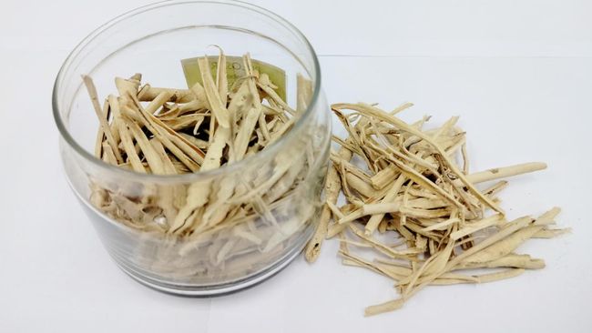 Mengenal Pulosari, Tanaman Herbal yang Bisa Atasi Demam