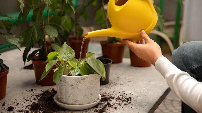 5 Tanaman Ampuh untuk Mengusir Rayap di Rumah