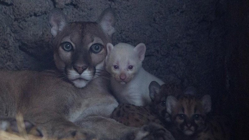 Intip Lucunya Puma Albino Pertama Lahir di Nikaragua - Foto 6